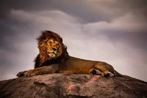 Symbolic Meaning of Lions - The Catnip Times