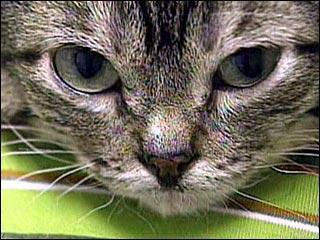 Guinness World Records Smallest Cat