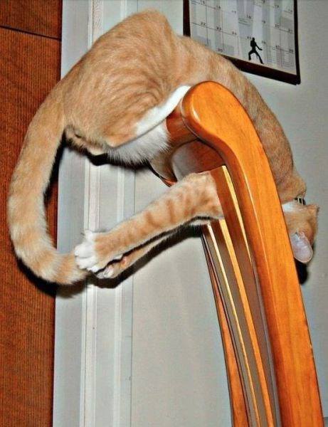 Benefits Kitty Yoga Downward Facing Cat The Catnip Times
