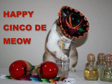 Happy Cinco De Mayo Cat