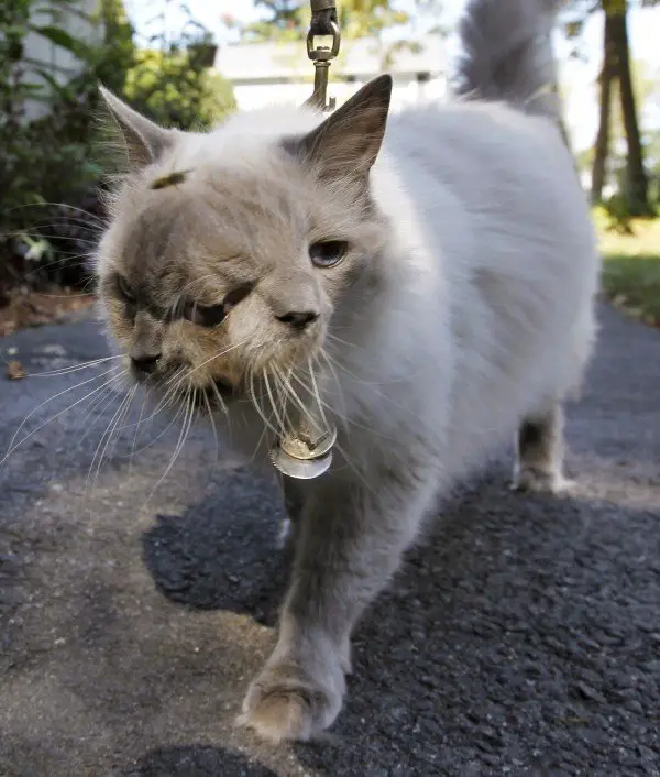 LONGEST LIVING "JANUS" CAT DIES | The Catnip Times