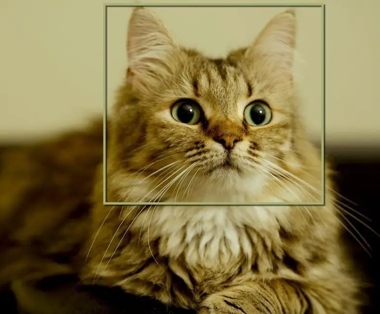 CAT'S FACE SHAPE REVEALS PERSONALITY | The Catnip Times