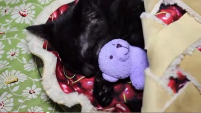 CATS AND PI DAY | The Catnip Times