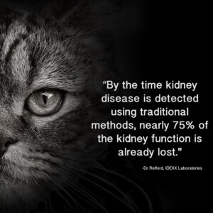 IDEXX SDMA TEST FOR EARLY DETECTION OF KIDNEY DISEASE IN CATS | The ...