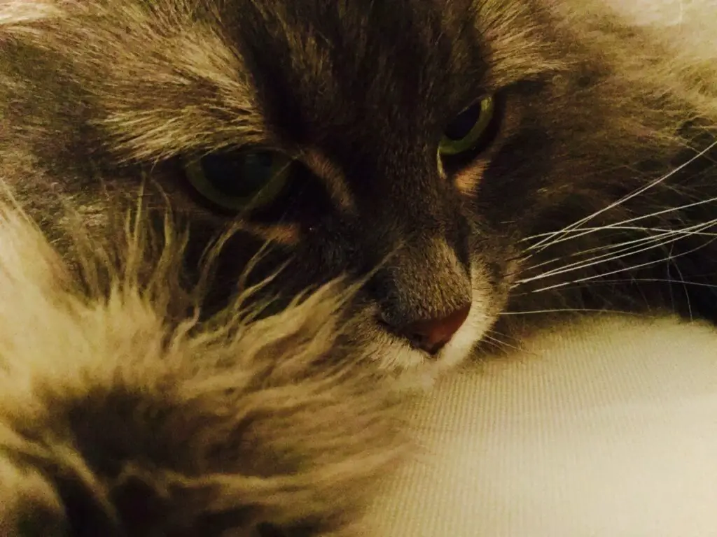 BOSTON POLICE DEPARTMENT'S 'SWAT CAT' GETS NEW PERMANENT HOME | The ...