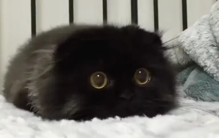 GIMO THE CUTEST CAT ON THE INTERNET | The Catnip Times