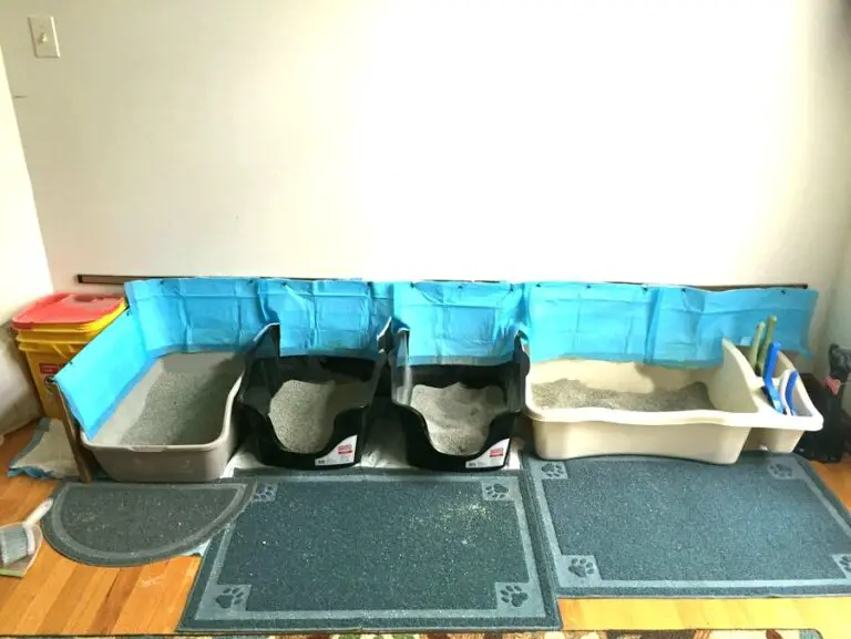 LITTER BOX AREA MAKEOVER | The Catnip Times