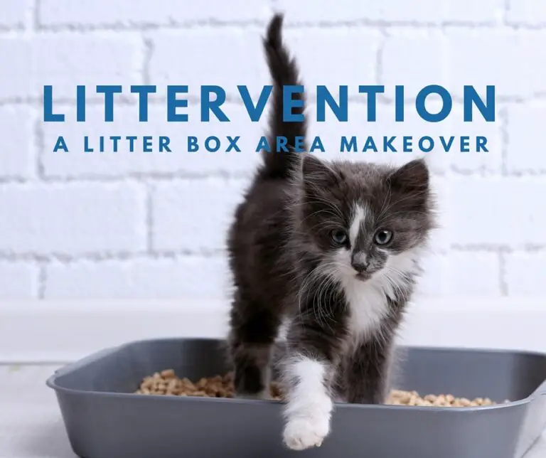 LITTER BOX AREA MAKEOVER | The Catnip Times
