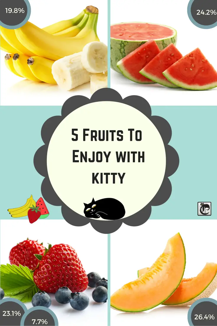 SUMMER FRUITS YOU CAN ENJOY WITH YOUR CAT | The Catnip Times