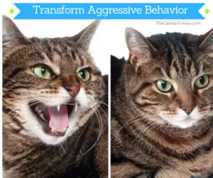 EFFECTIVELY DEALING WITH CAT AGGRESSION | The Catnip Times