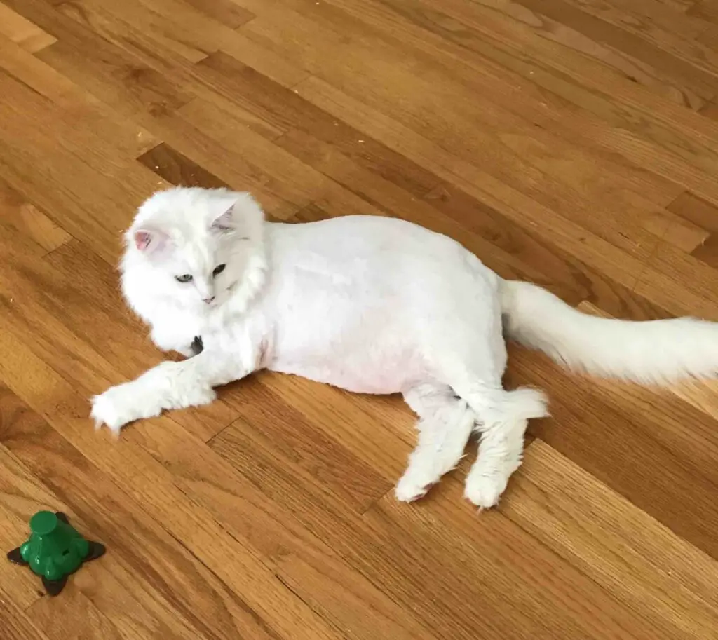 BEHAVIOR PROBLEMS AND PHANTOM PAIN IN DECLAWED CATS | The Catnip Times