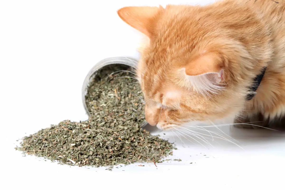 IS CATNIP ADDICTIVE? | The Catnip Times