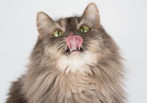Feline Acne: What Is It And How Can You Manage It? | The Catnip Times