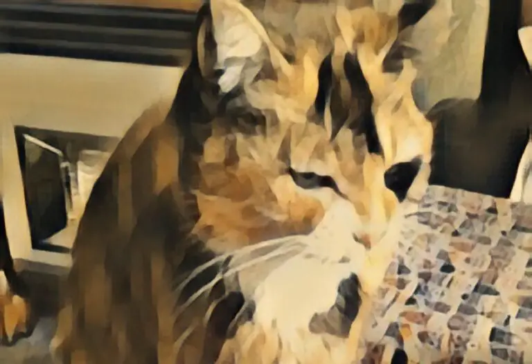 KIZZY THE 27 YEAR OLD TORTIE CAT | The Catnip Times