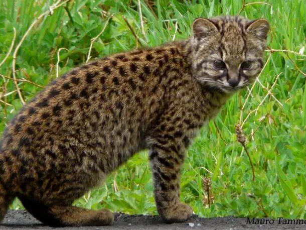 Tiny Cats, Big Attitude: 9 Small Wild Cats And The Fierce Lives They ...