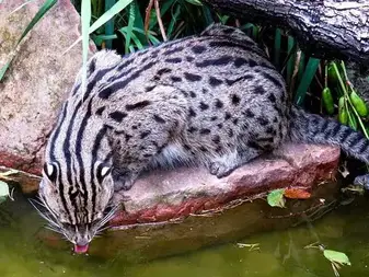 Fishing Cat Hybrids
