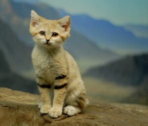 Tiny Cats, Big Attitude: 9 Small Wild Cats And The Fierce Lives They ...