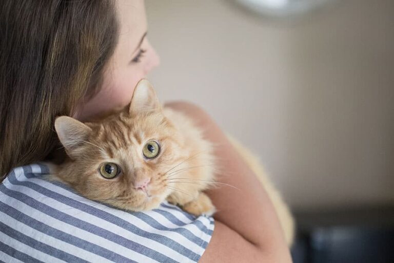 3 CATastrophic Poisoning Dangers for Cats | The Catnip Times