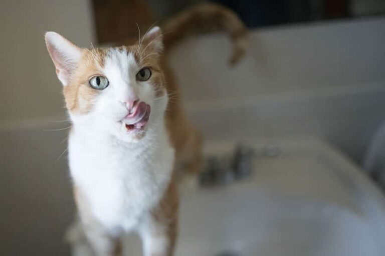 3 CATastrophic Poisoning Dangers for Cats | The Catnip Times