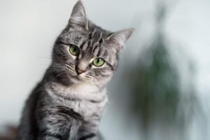 5 of the Most Laidback Cat Breeds | The Catnip Times