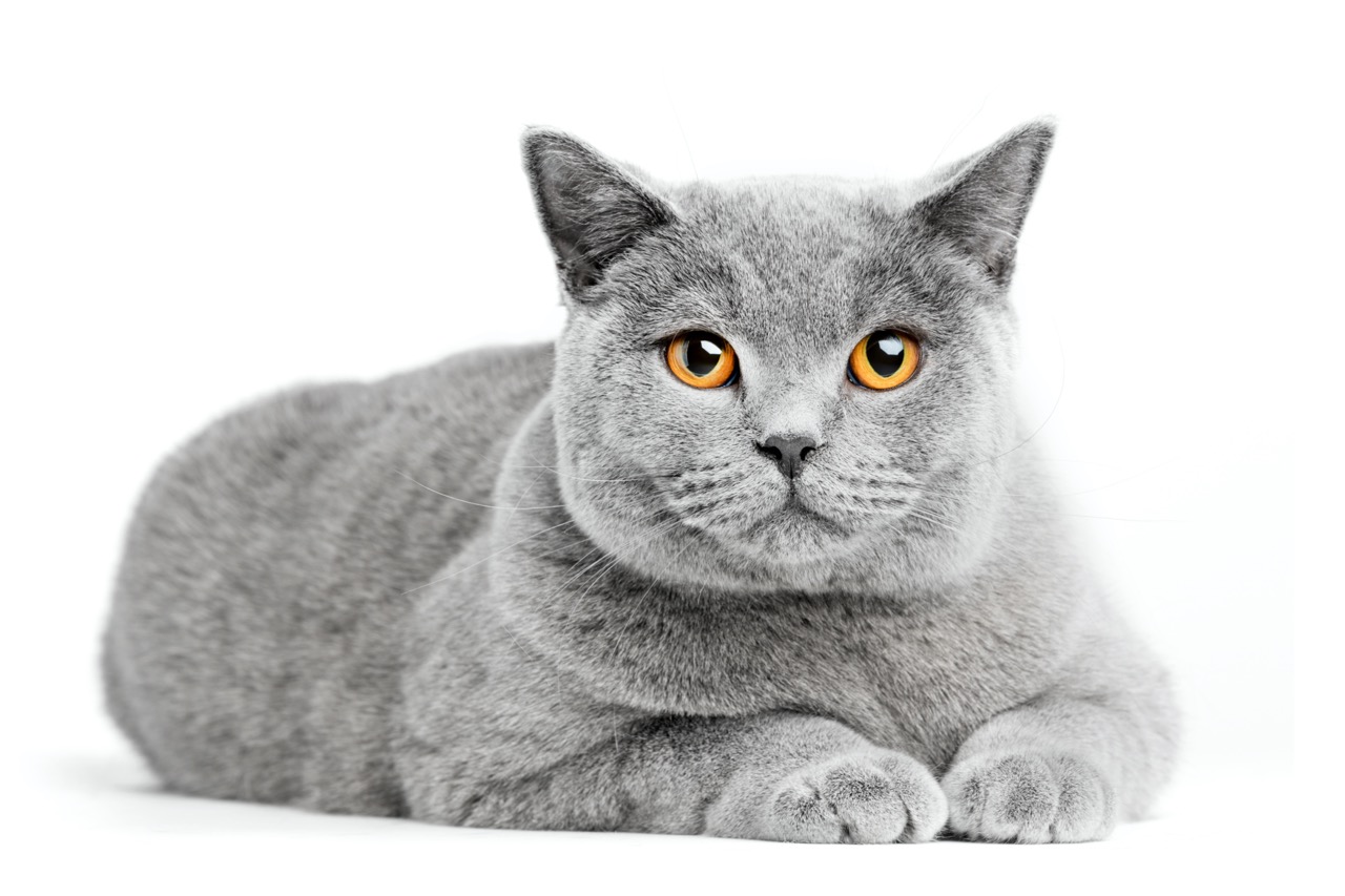 5 of the Most Laidback Cat Breeds | The Catnip Times