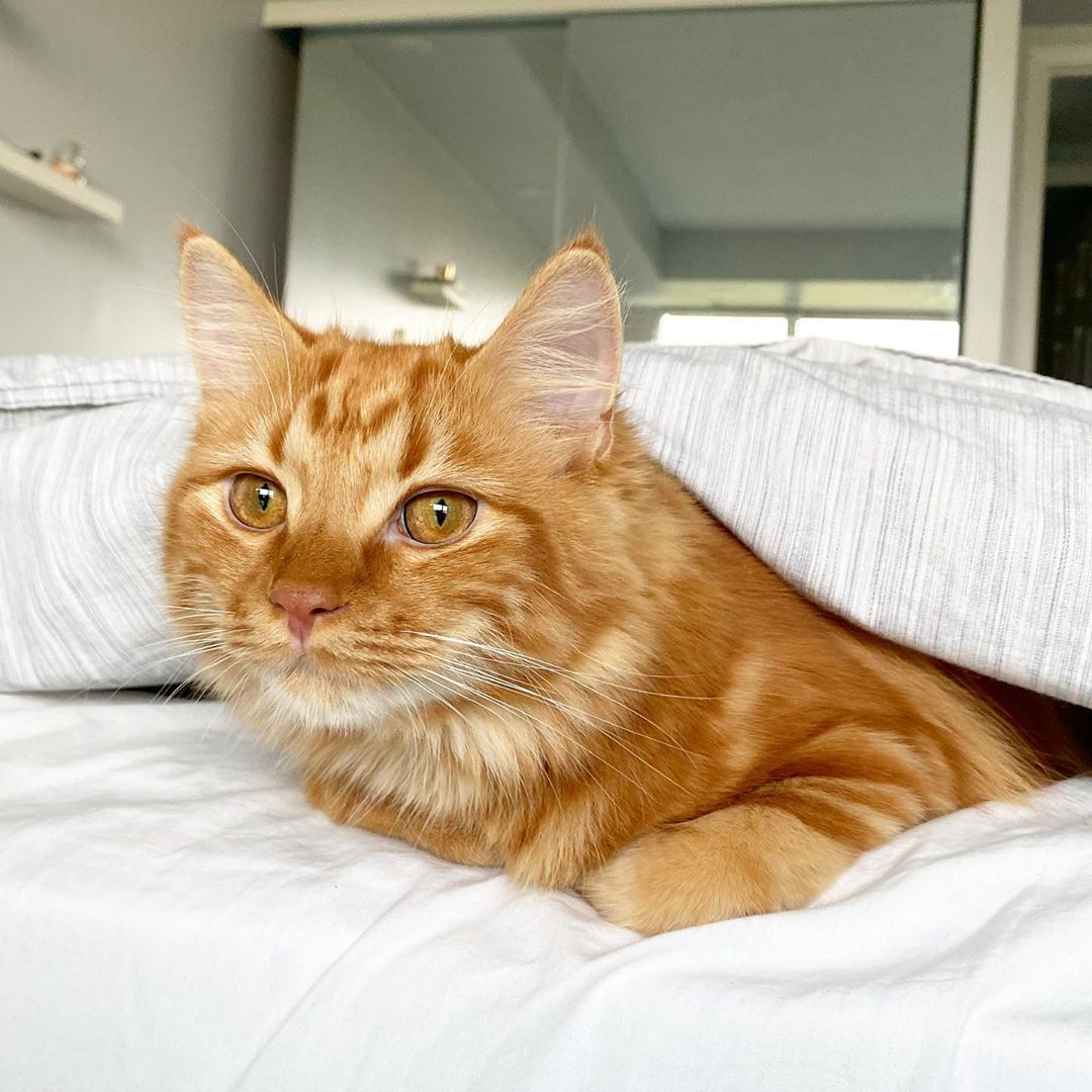 Tabby Cat Facts You May Not Know | The Catnip Times