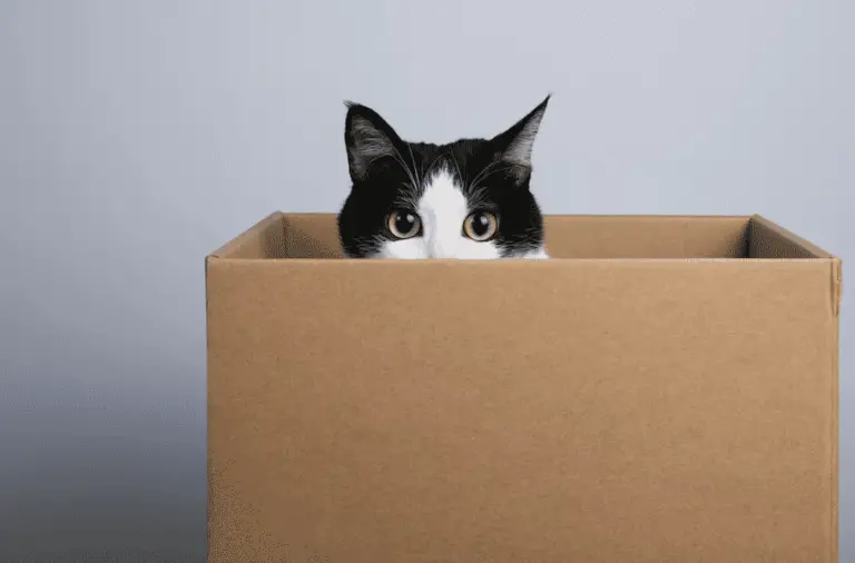 Amazon Boxes Are Not Dangerous To Cats | The Catnip Times