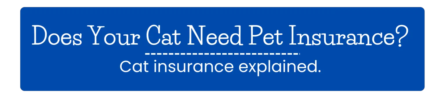 Pet Insurance for Cats | The Catnip Times
