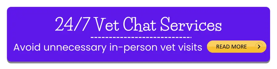 The Catnip Times | Celebrate Cats Every Day!