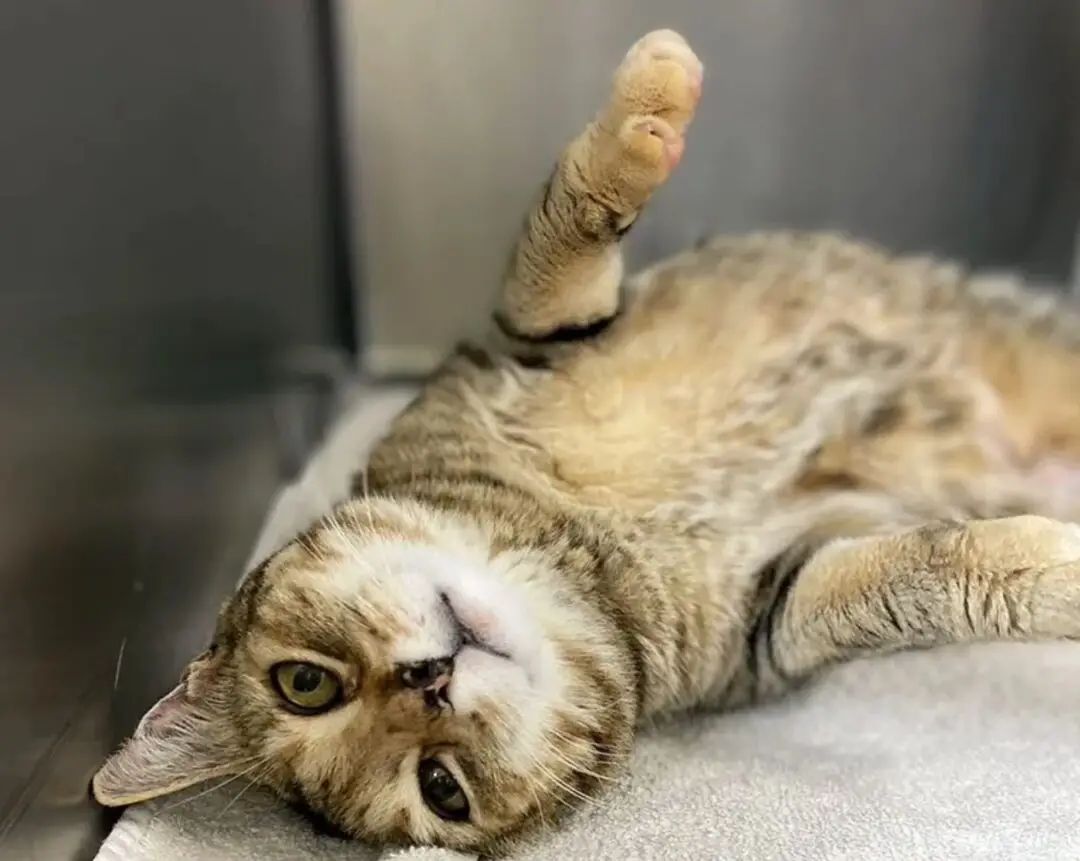 Cat That Went Missing 9 Years Ago in California is Found in Idaho | The ...