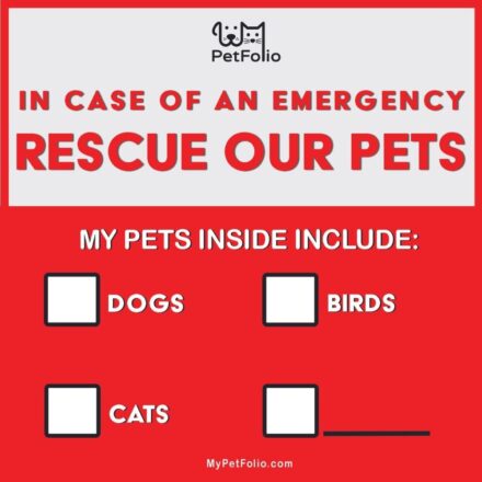 A Brief History of House Cats | History - The Catnip Times