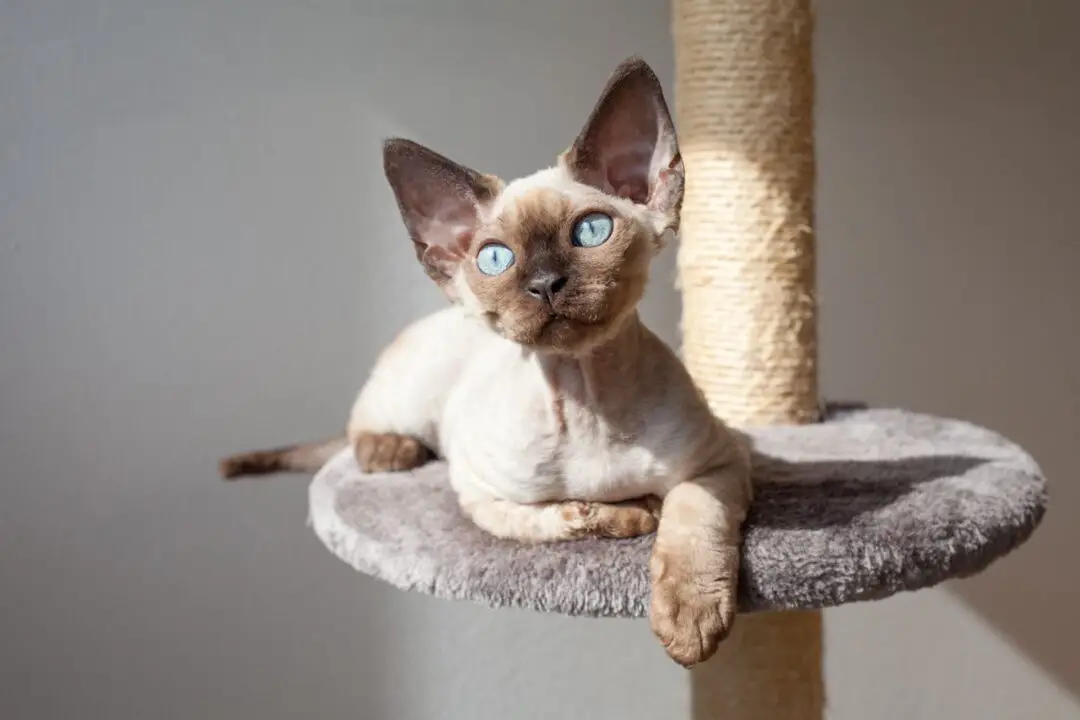 Devon Rex: Personality, Origin and Health Conditions | The Catnip Times