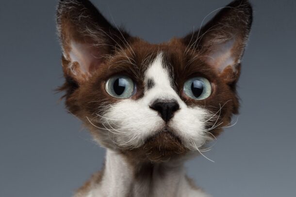 CAT'S FACE SHAPE REVEALS PERSONALITY | The Catnip Times